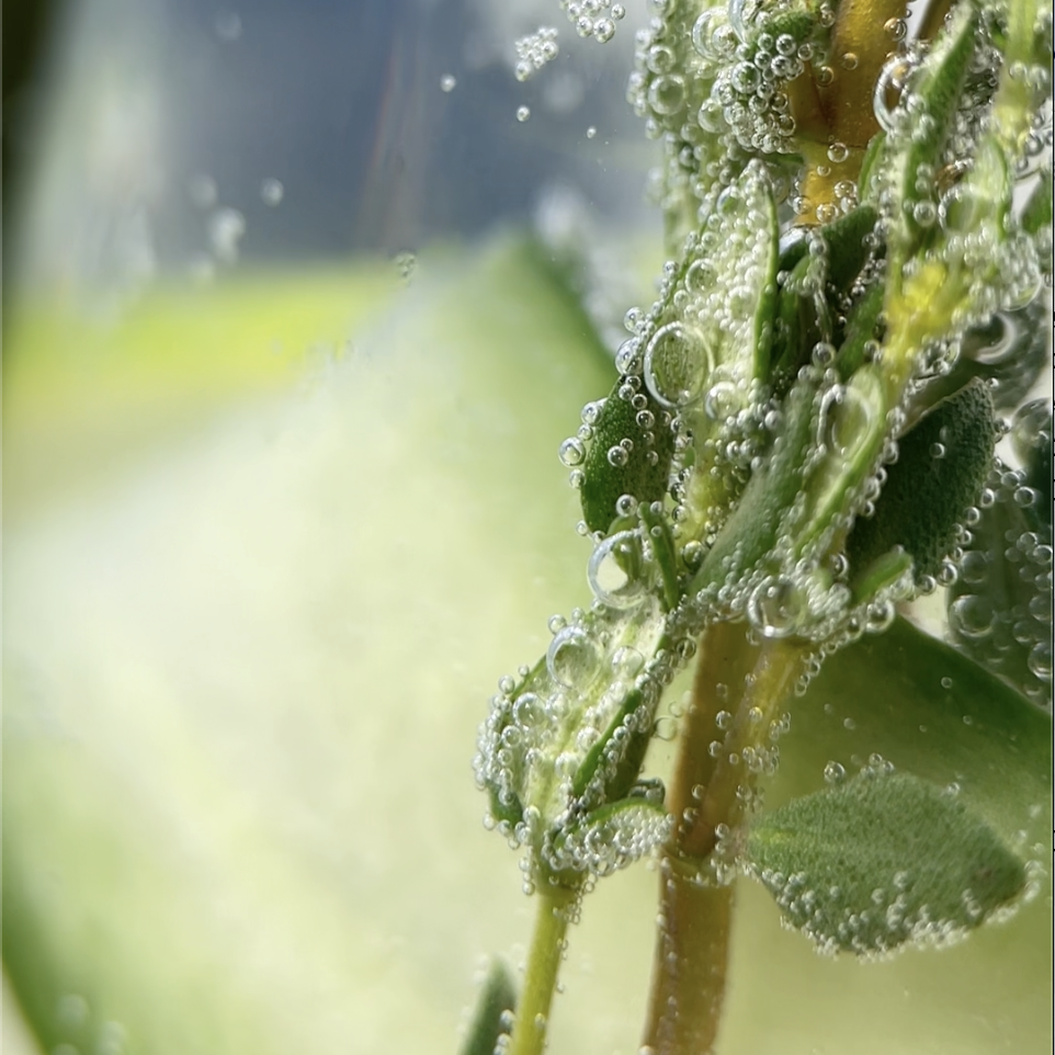 Spritzing with Everleaf